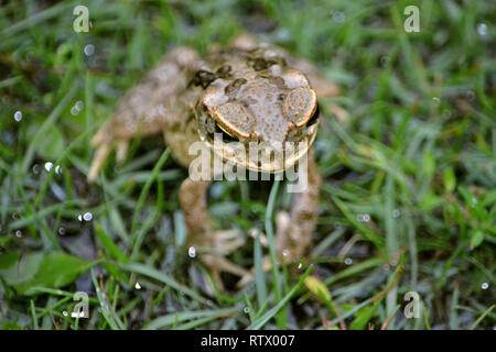 Cane Toad, Rhinella marina, juvenile camouflaged on ground Stock Photo ...