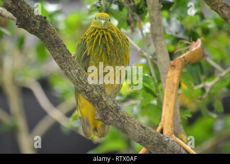 fiji, kula bird, kula eco park, sigatoka fiji Stock Photo - Alamy