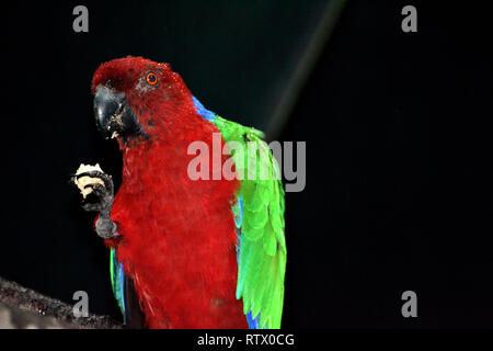 Red-Breasted Musk Parrot, Prosopeia tabuensis taviunesis, Kaka, Kula ...