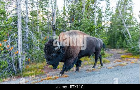 American bison (Bison bison), bull, Yellowstone National Park, Wyoming ...