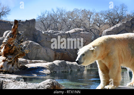 Polar Bear (Ursa maritimus) in fireweed (Epilobium angustifolium) on an ...