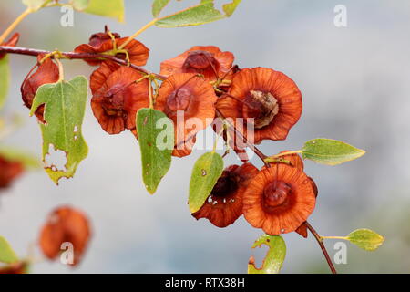 Jerusalem Thorn, Garland Thorn, Christ's Thorn, or Crown of Thorns ...