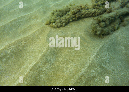Underwater photo - fine sand sea bottom, with algae covered rocks in ...