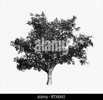 Black and white monochrome tree nature pencil sketch line art texture ...