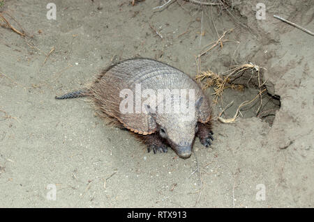 Dwarf armadillo or pichi, Zaedys pichiy, endemic to Patagonia, Valdes ...