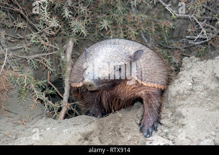 Dwarf armadillo or pichi, Zaedys pichiy, endemic to Patagonia, Valdes ...