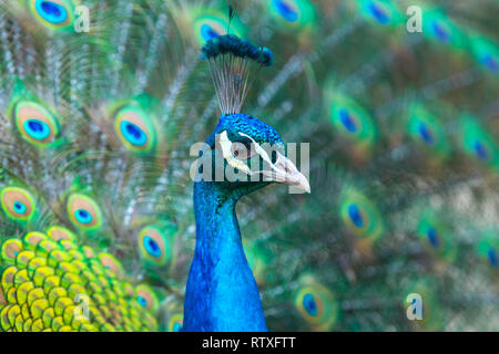 Indian Peafowl showing off it's beautifully coloured plumage Stock ...