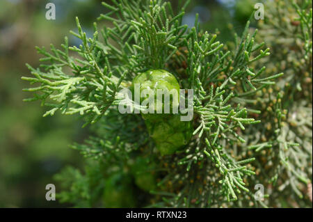Cypress seeds on a branch close-up macro Stock Photo - Alamy