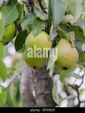 Pears on a tree branch closeup in orchard. Pear fruit on the tree in ...