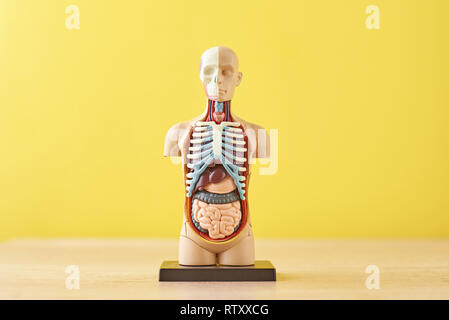 Plastic human body model with organs isolated on white background Stock ...