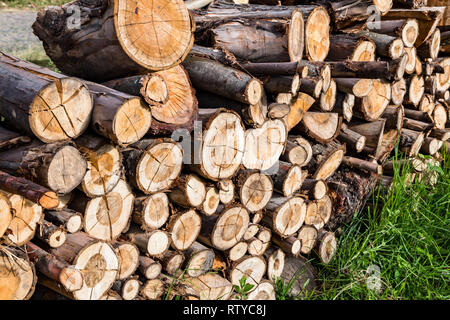 Firewood for brick making kilns Stock Photo - Alamy