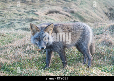Young red fox melanistic colour at Cape St. Mary's, Newfoundland ...