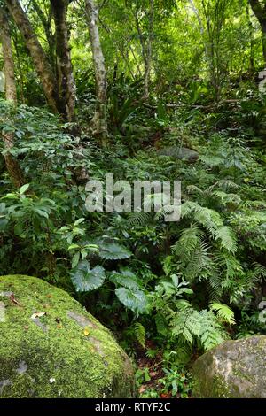 Taiwan jungle. Taroko National Park in Taiwan. Lush rainforest flora ...