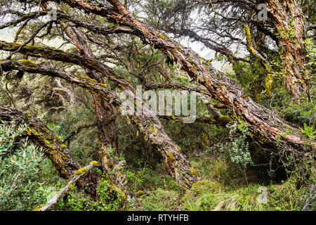 Polylepis forests in the Ecuadorian Andes Stock Photo - Alamy