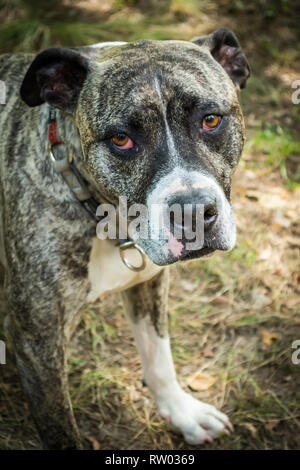 Dog breed Burbul on nature in the park in summer close-up Stock Photo ...