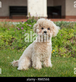 cockapoo dog sat on a garden chair Stock Photo - Alamy