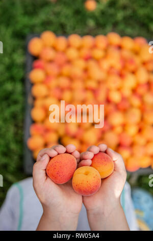 closeup of basket with apricots in child hands Stock Photo - Alamy