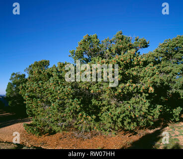 Colorado Pinyon Pinus edulis Grand Canyon National Park Arizona USA ...
