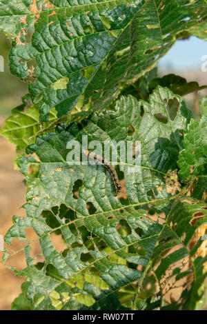 Hazelnut leaves are damaged by parasites and rot diseases. Pests and ...