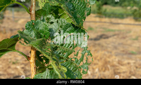 Hazelnut leaves are damaged by parasites and rot diseases. Pests and ...