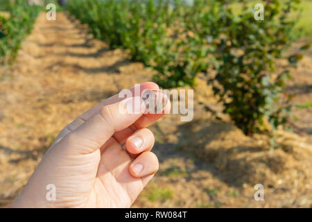 hazelnuts in the hand are damaged by parasites and diseases of rot ...