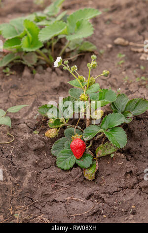 Ripe fresh strawberries on a thin pancake in a red plate, close-up ...