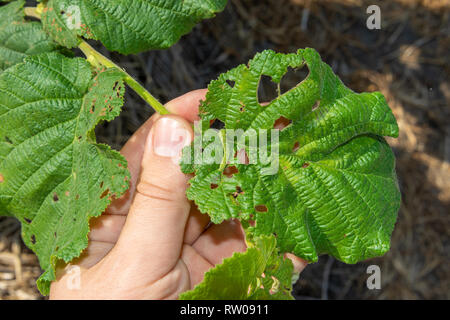 larvae caterpillar eats hazelnut nut leaves close-up macro. Walnut ...