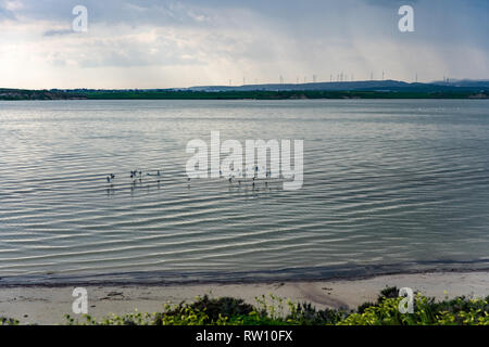 flamingo flying over shallow water, shot in bright springtime light at ...