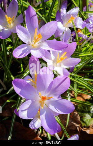 Crocus flowers in the garden Stock Photo - Alamy