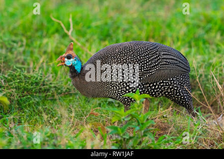 Helmeted Guineafowl NUMIDA MELEAGRIS Lake Nakuru National Park Kenya ...