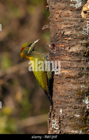 Lesser yellownape, Picus chlorolophus, Sattal, Nainital, Uttarakhand ...