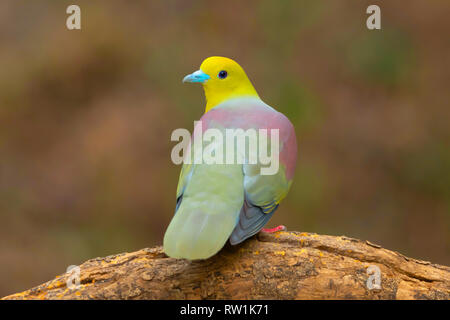 Wedge-tailed Green Pigeon, Treron sphenurus, Pangolakha Wildlife ...