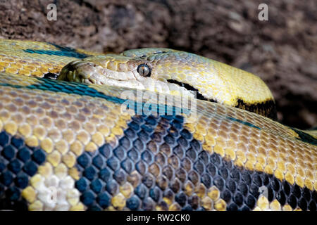 Large Python snake in South Africa trying to eat Impala Antelope Stock ...