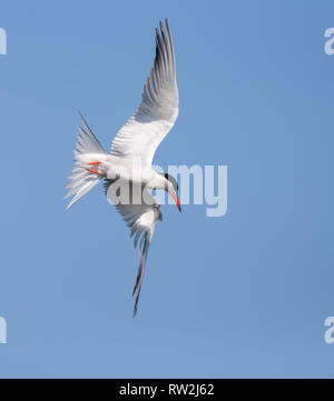Common tern with stretched wings diving for fish Stock Photo - Alamy