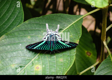 butterfly, URANIA SWALLOWTAIL MOTH, Urania leilus, ORINOCO DELTA ...