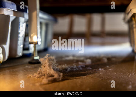 House dust, woolly mice, dustbin Stock Photo - Alamy