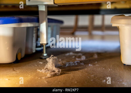 House dust, woolly mice, dustbin Stock Photo - Alamy