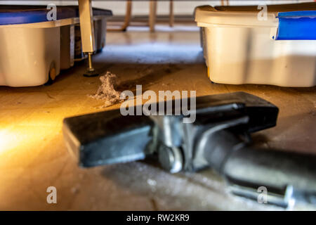House dust, woolly mice, dustbin Stock Photo - Alamy