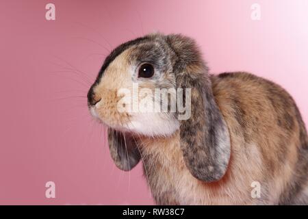 Side view Mini Lop Rabbit isolated on white Stock Photo - Alamy