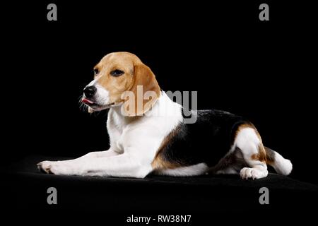Beagle licks his mouth Stock Photo - Alamy