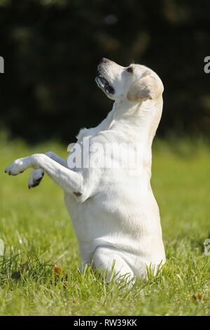 begging Labrador Retriever Stock Photo - Alamy