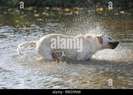 shaking Labrador Retriever Stock Photo - Alamy