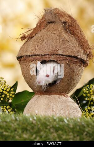 Young pet Rex rat Stock Photo - Alamy