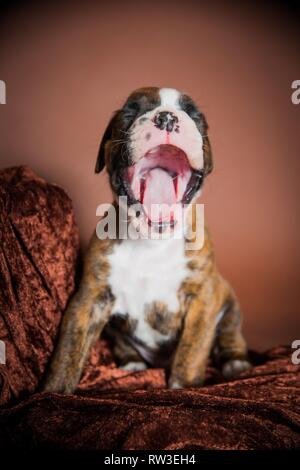 Two boxer dogs with one yawning Stock Photo - Alamy