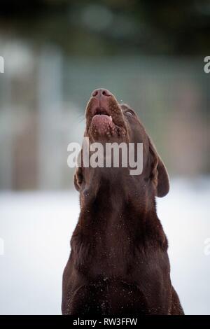 A brown Labrador Retriever barking on a white patterned wall background ...