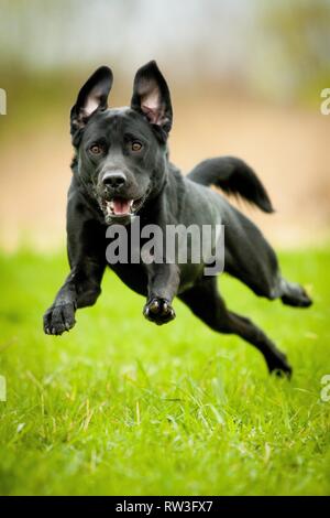 jumping Labrador Retriever Stock Photo - Alamy