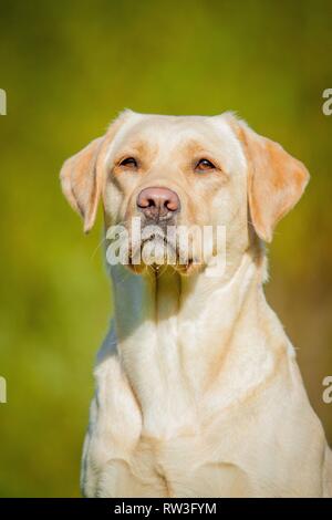 Blonde labrador portrait Stock Photo - Alamy