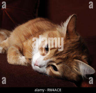 Red cat dozing on the couch Stock Photo - Alamy
