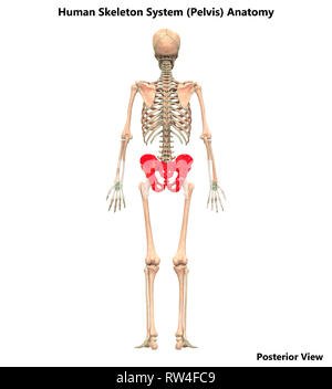 Rib cage, Posterior View Stock Photo - Alamy