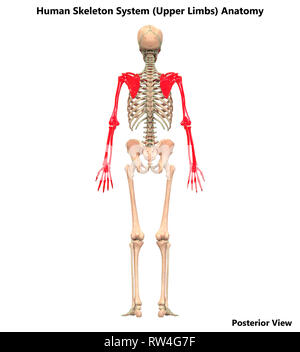 Rib cage, Posterior View Stock Photo - Alamy